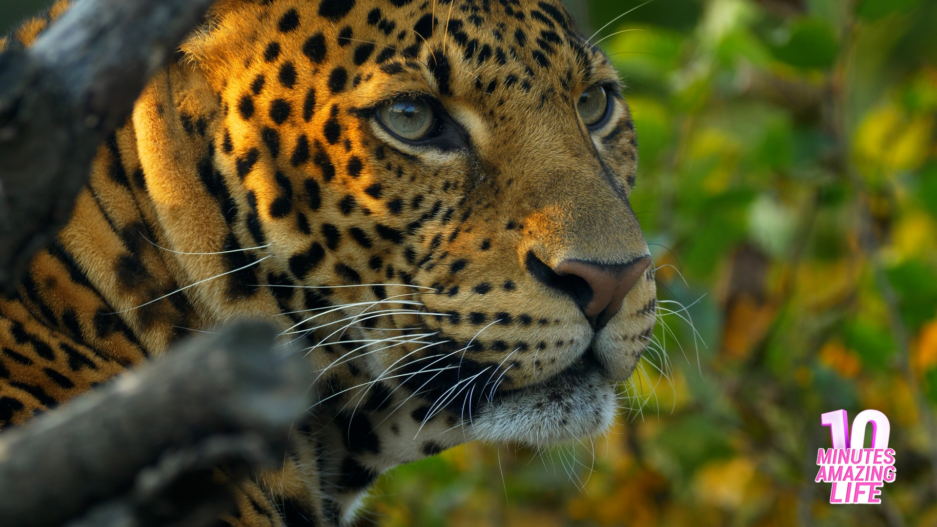 Leopard Resting in the Forest