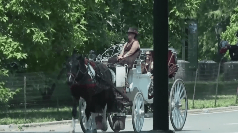 Central Park carriage drivers announce safety plans after fatal crash