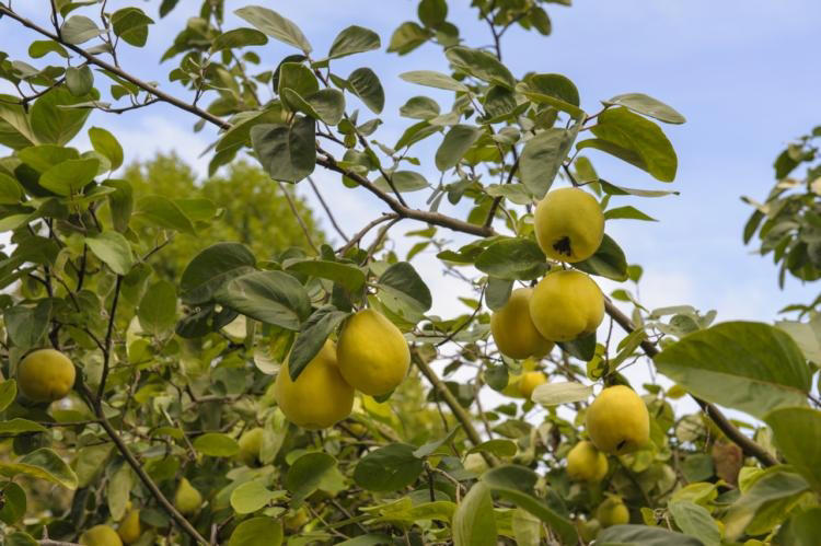 Quand récolter les coings ? Nos conseils pour profiter de ces délicieux ...