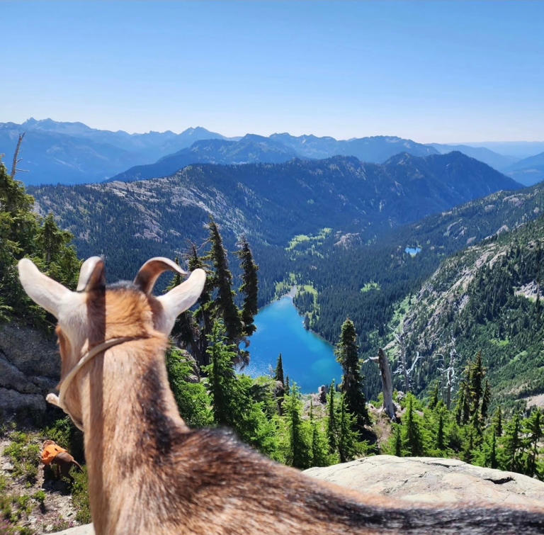 She saved a baby goat. Now they travel the country, share a bed.
