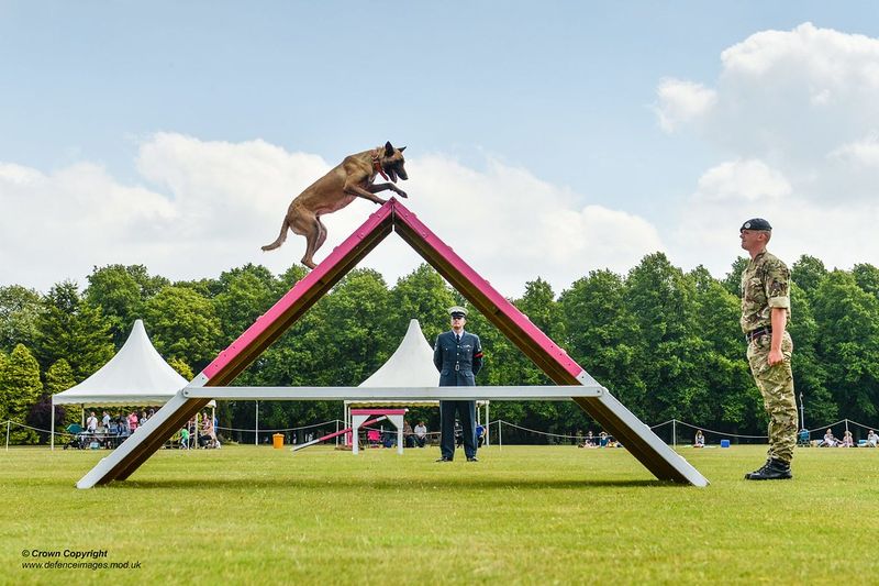 16 Challenging Dog Breeds That Aren't Ideal for Impatient Owners