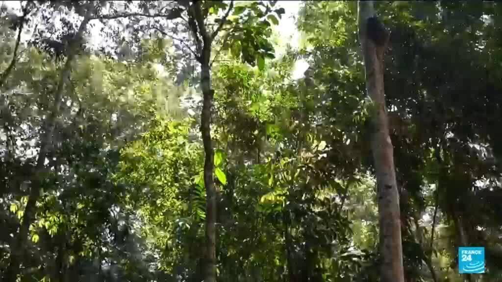 The crucial role of Congo's rainforest