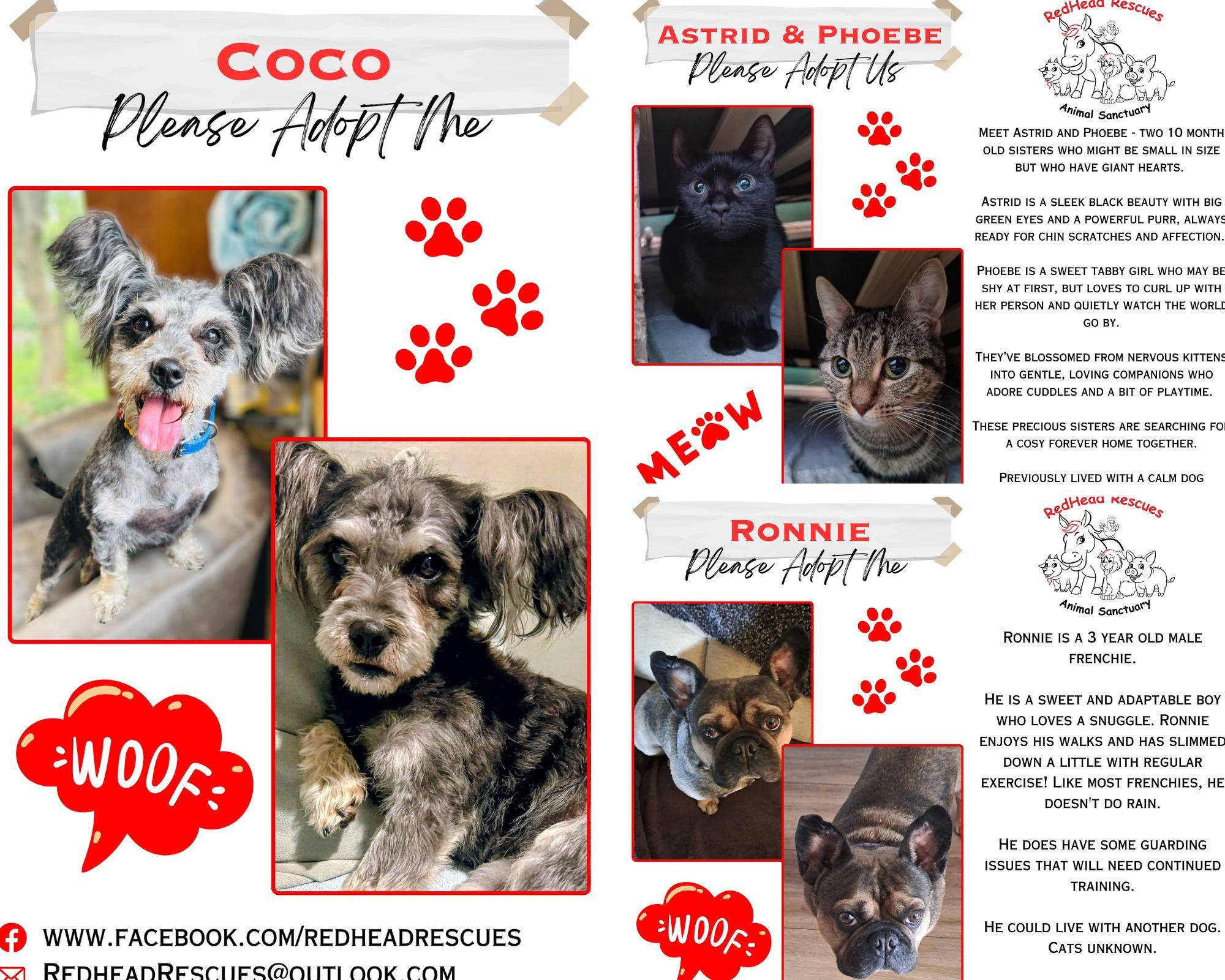 Kettering animal sanctuary trying to re-home miniature Schnauzer cross ...