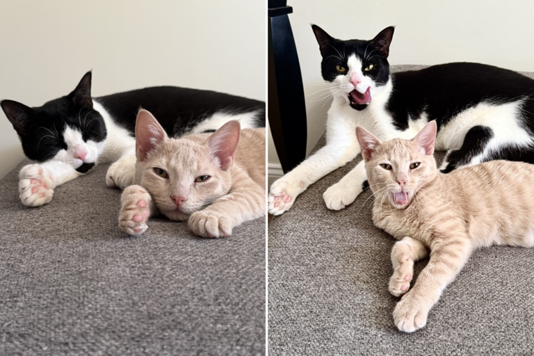 Woman left with two huge cat scratches on face—then has horror realization