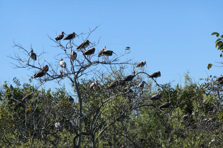 Best US Spots for Spotting Wildlife