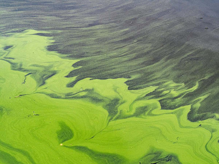 CDC Issues Warning as a Research Accidentally Set off Toxic Algal Bloom ...