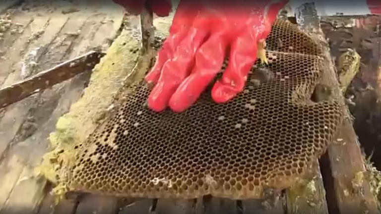 Zambia's eco-friendly beekeeping helps combat deforestation