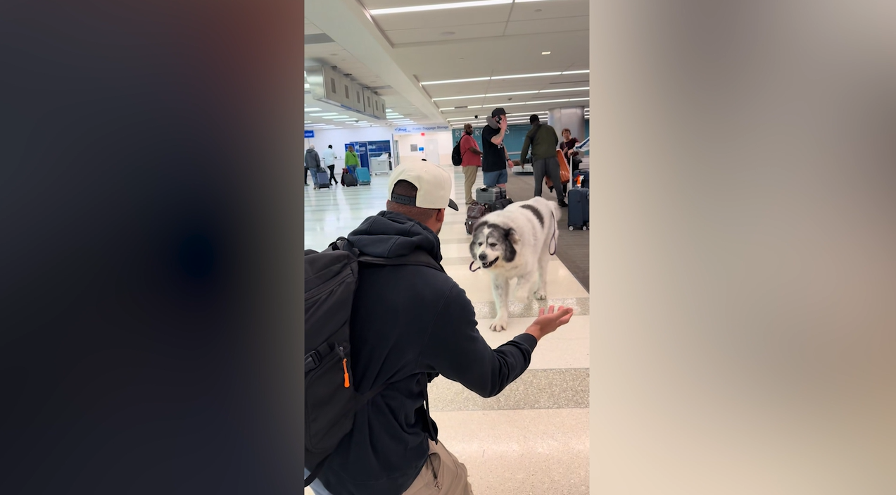 Great Pyrenees Walks Straight Past Owner At Airport
