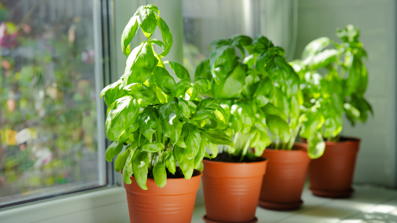 No Garden? No Problem. Here's How To Grow Basil Indoors (& Actually ...