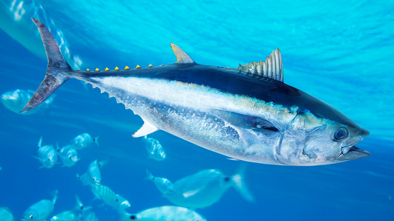 The Most Popular Types Of Tuna Used In Japanese Cuisine