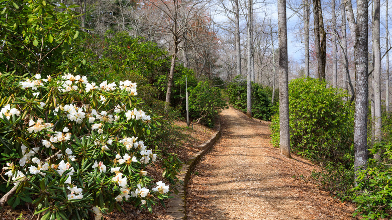 The Only Public Botanical Garden In The Blue Ridge Mountains Is A Lush ...