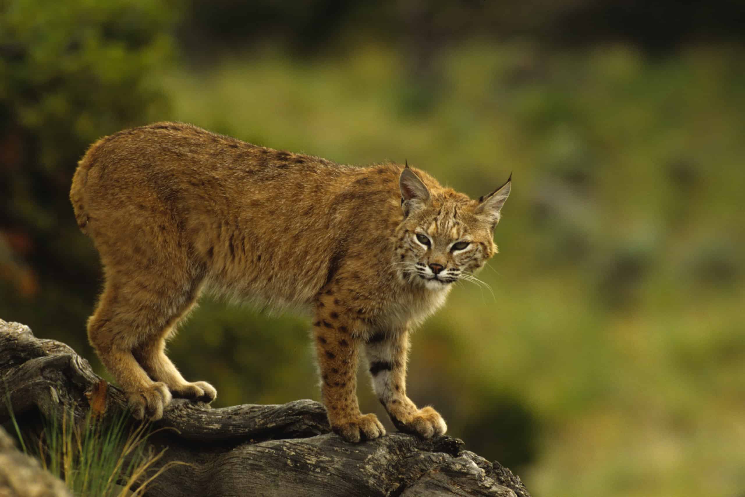 Can bobcats and house cats really breed? Here’s what happens