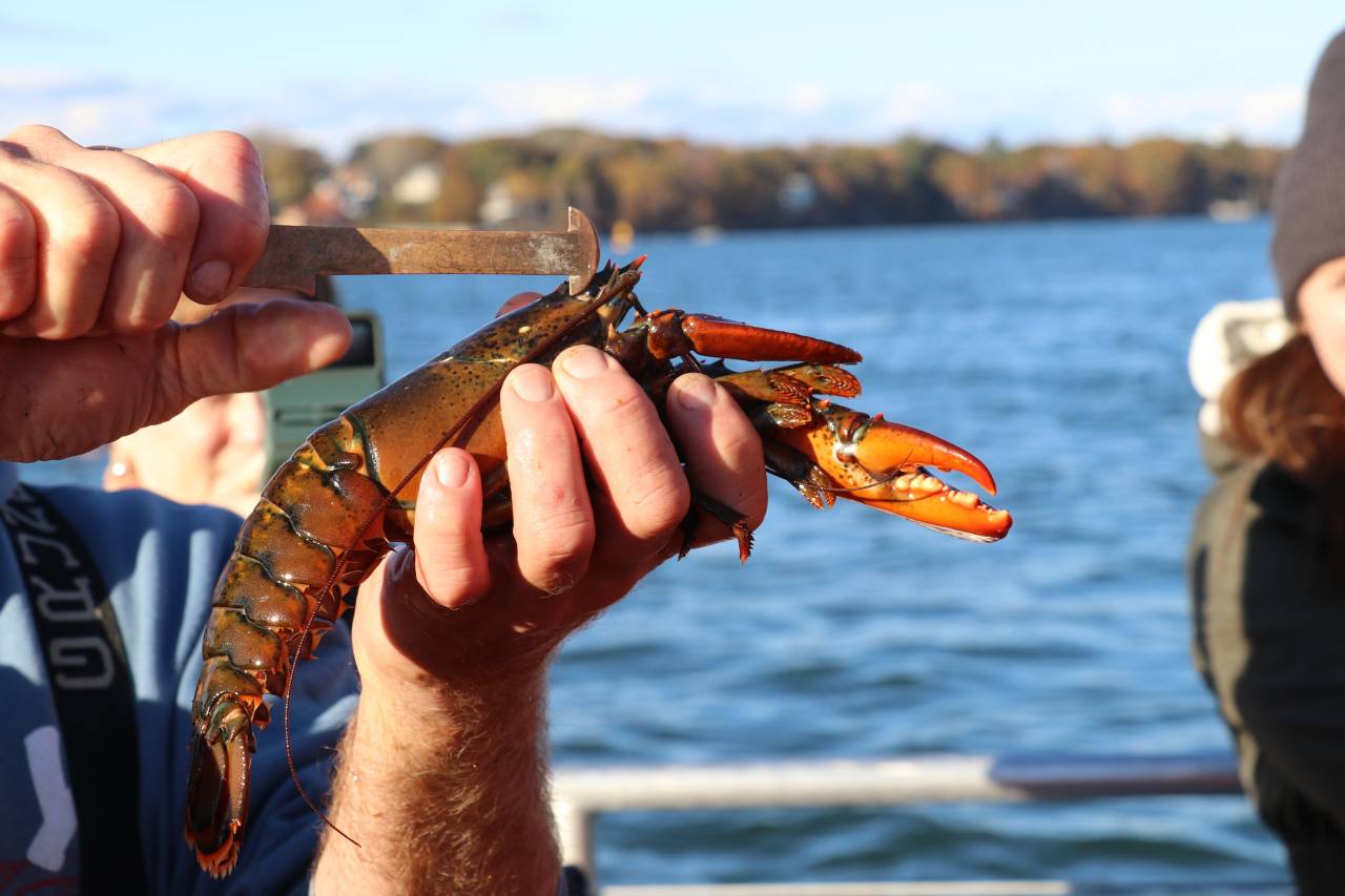 Lucky Catch Cruises: Authentic Lobster Boat Experience Perfect For a ...