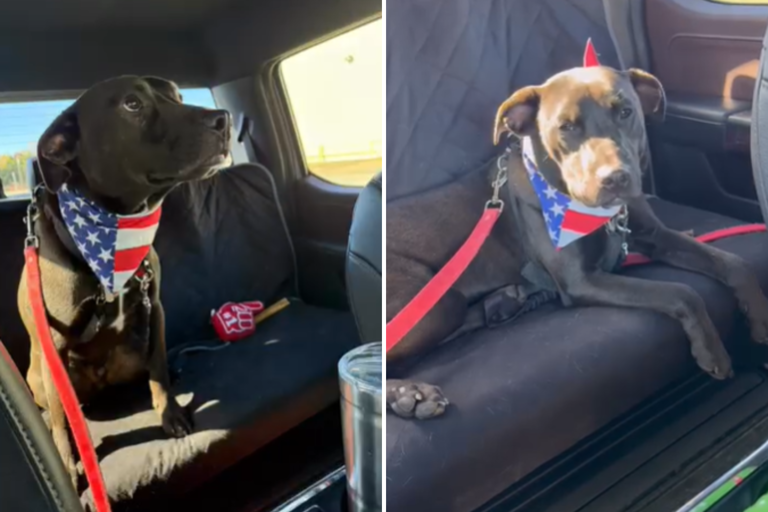 Hearts break for dog with "perfect manners" still in Shelter 233 days later