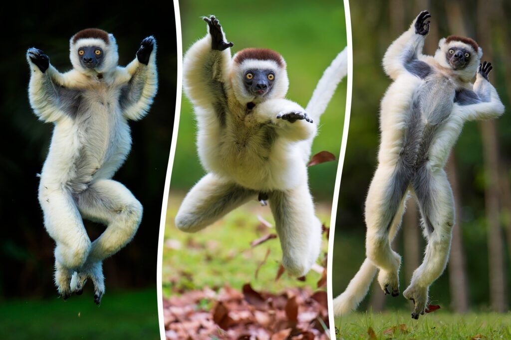 Wildlife photographer captures hilarious pictures of leaping lemurs