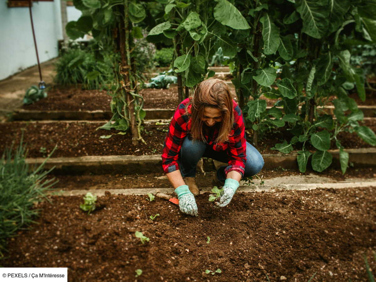 Quelles plantes ne faut-il surtout pas planter ensemble dans un potager ...