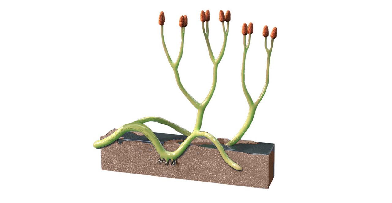 New fungus species discovered in 407-million-year-old plant fossil from ...