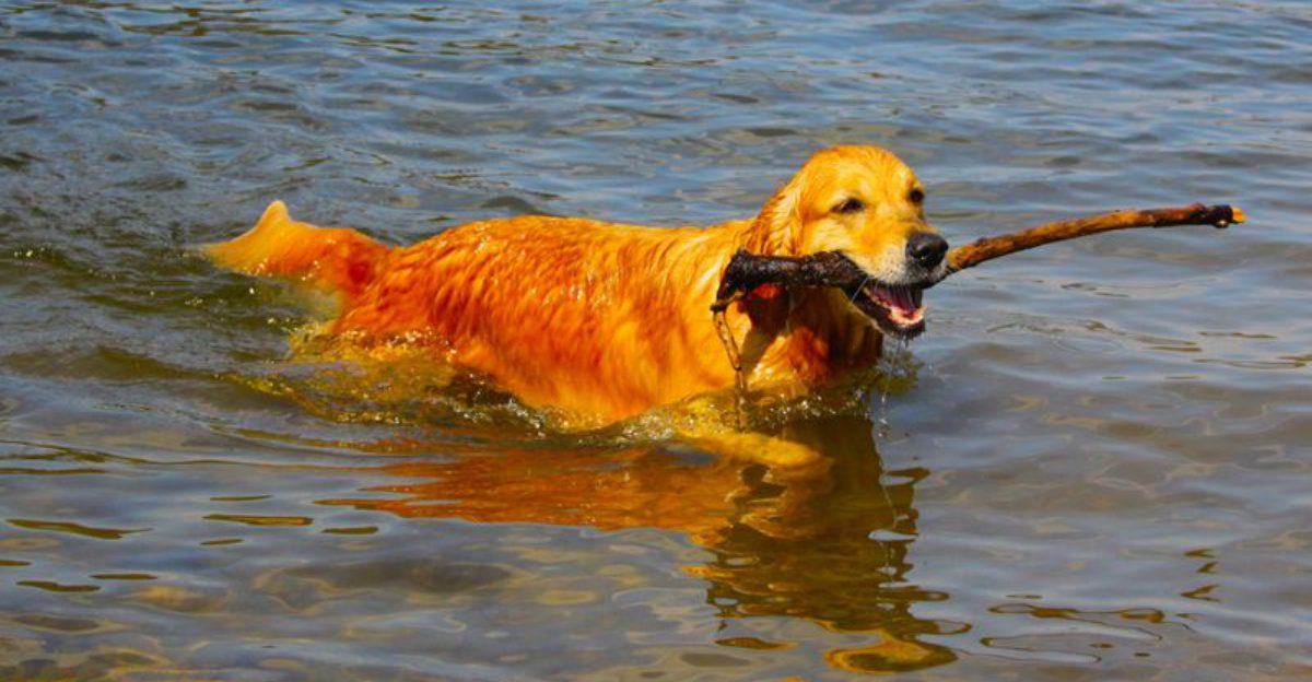 11 Water-Loving Dog Breeds That Especially Enjoy Swimming