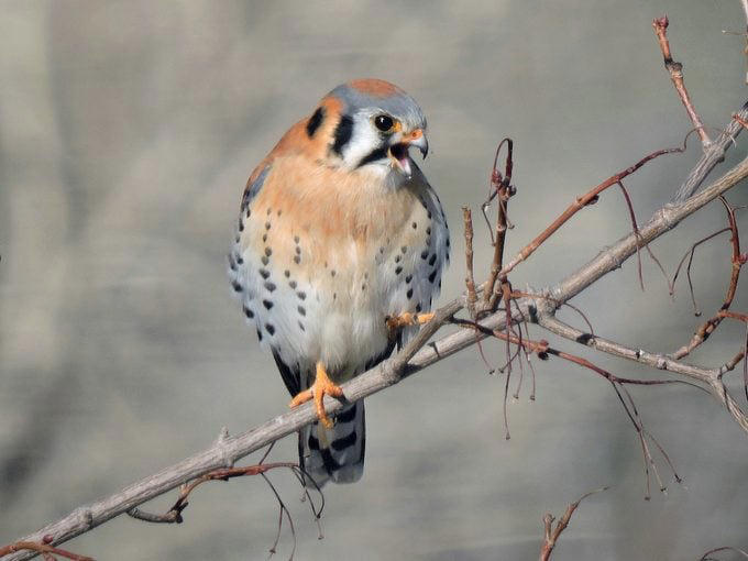 This is why birds do not have teeth