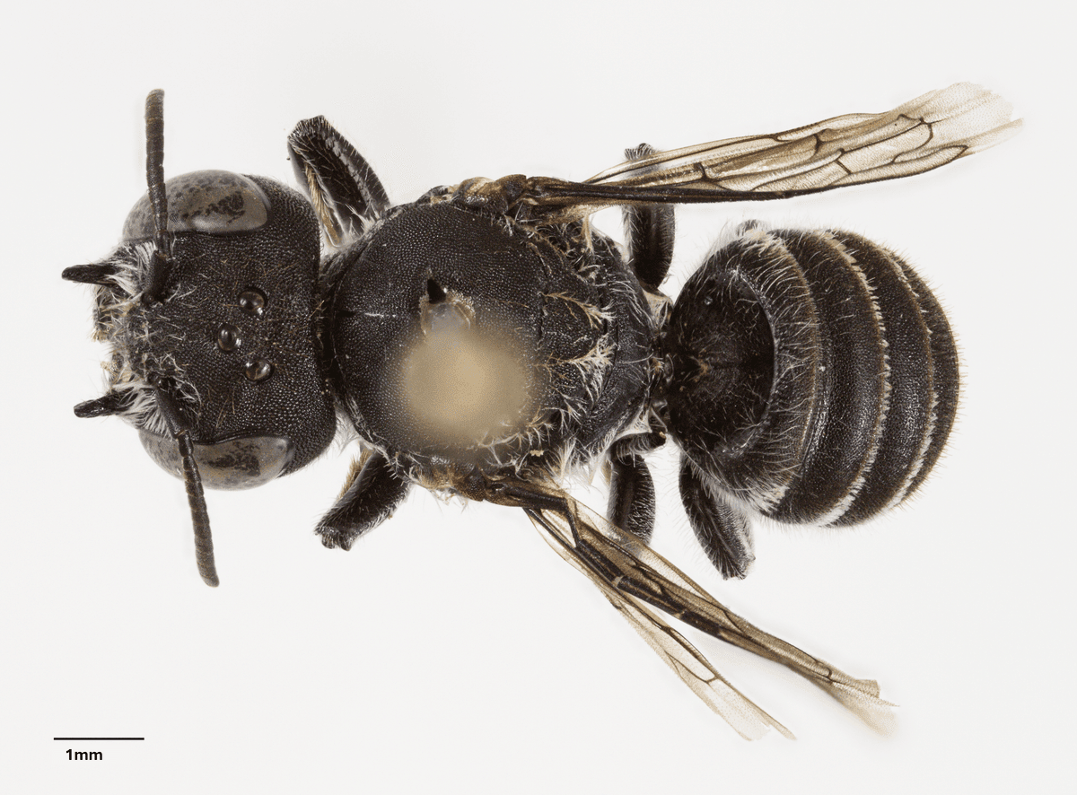 New Bee Species With A Devilish Name Sports Horns On Its Head Like A ...