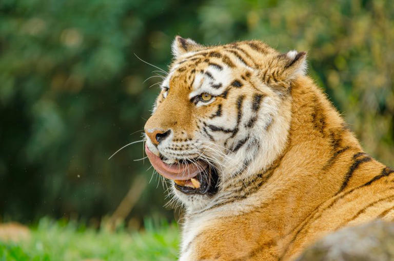 Tigers May Be Orange To Us, But They’re Invisible To Prey And Here’s Why