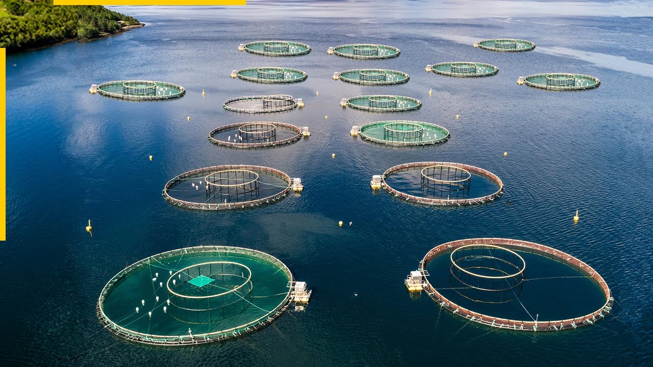 The future of aquaculture. New fish farming technologies