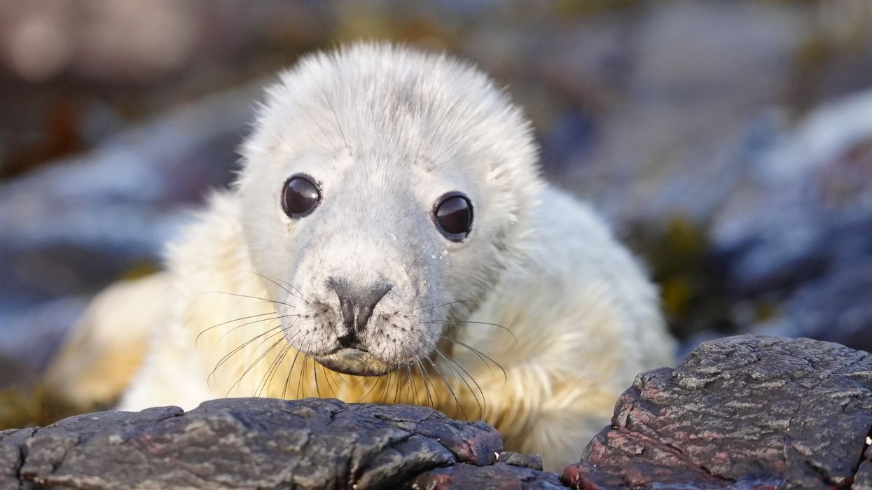 World’s longest-running grey seal survey continues on remote Farne Islands