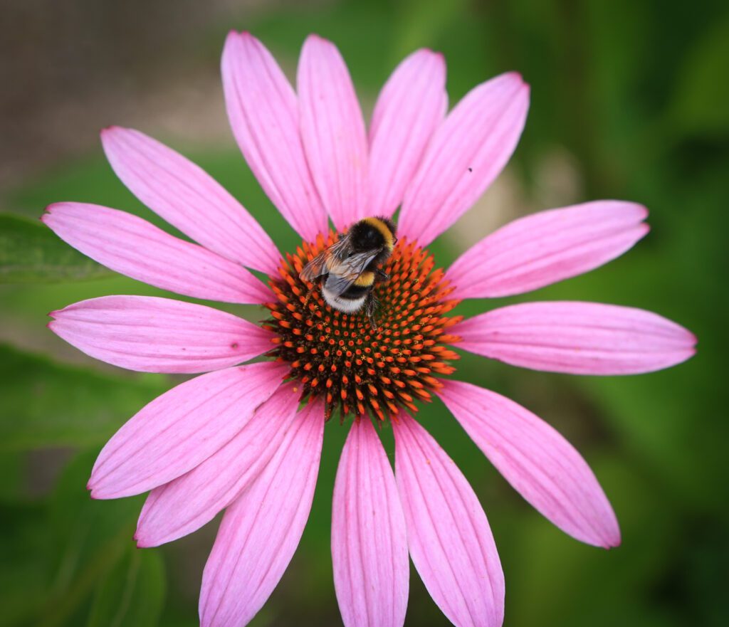 Bumblebees have learnt to read simple Morse code