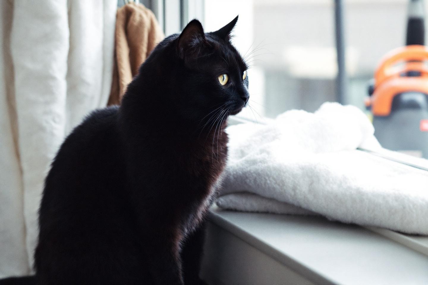 Peut-on vraiment vivre avec un chat quand quelqu’un de la maison y est ...