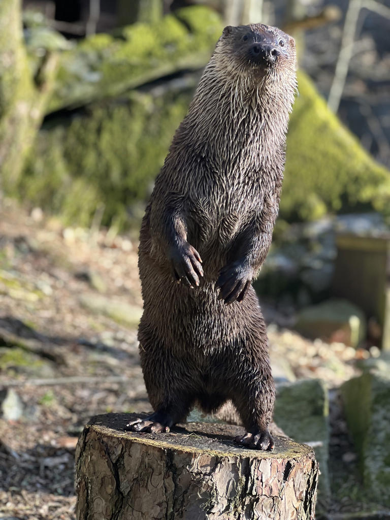 Oteren Hugin er tilbake etter seks uker lang svømmetur