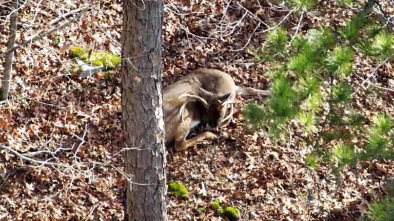 Hunter Spooked 100+ Deer on Purpose - Here’s What Really Happened