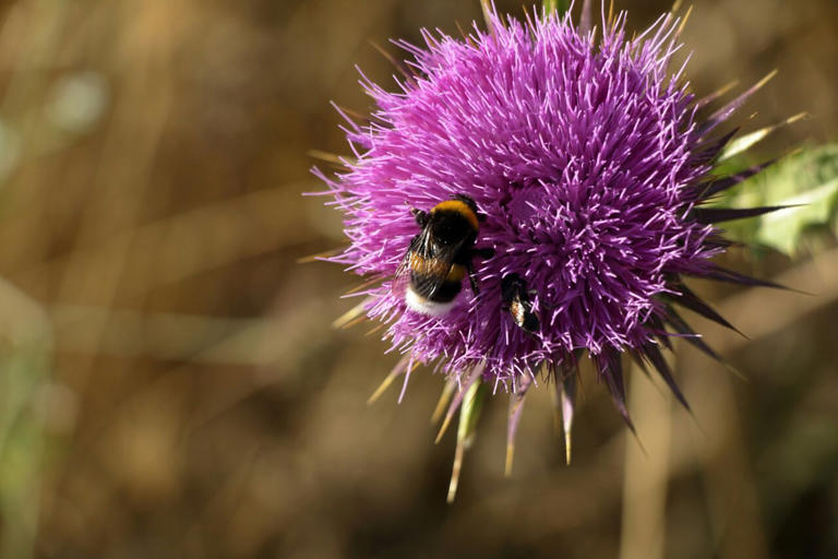 Bees thrive in overlooked pockets of Puget Sound