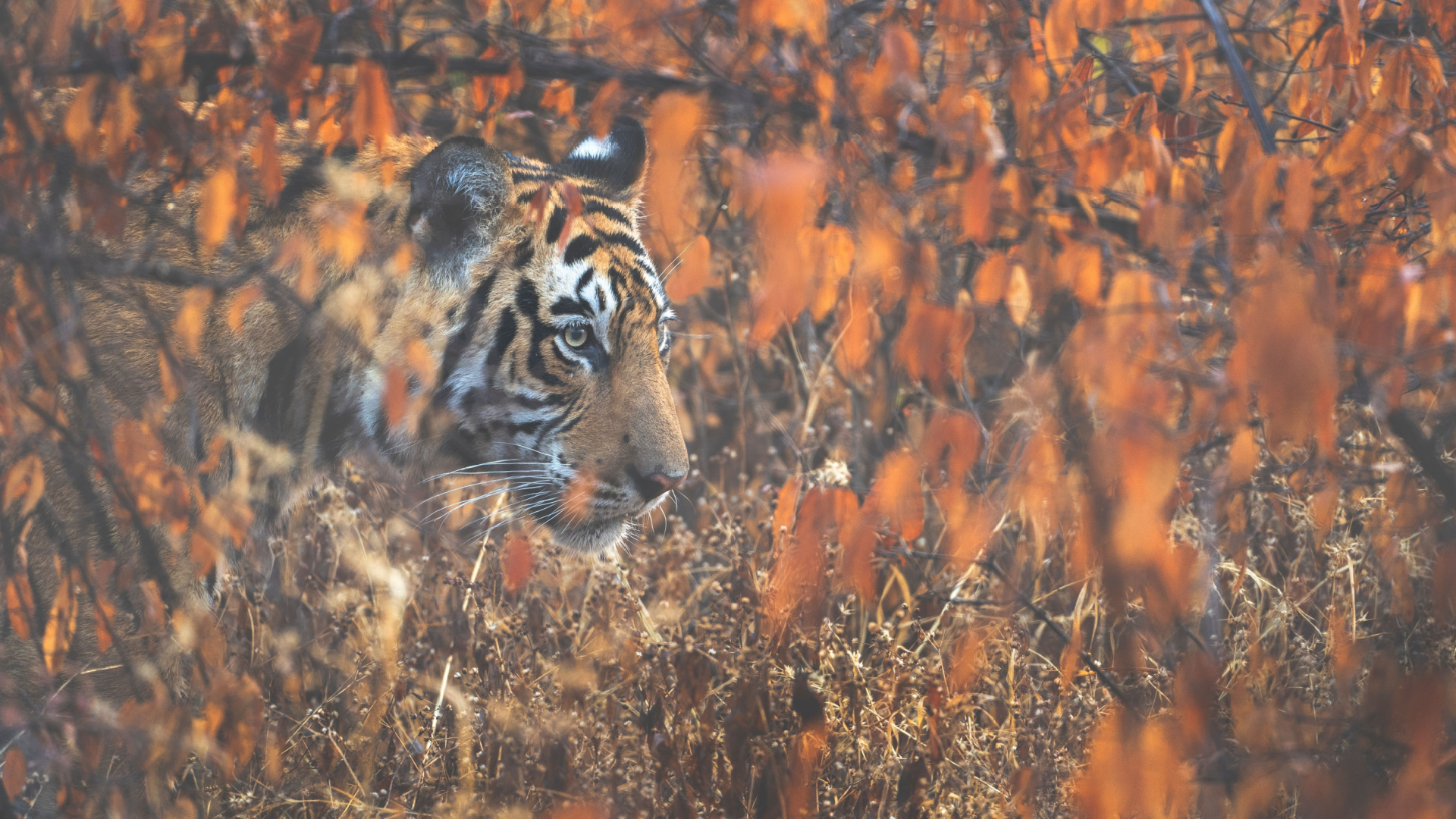 Tigers May Be Orange To Us, But They’re Invisible To Prey And Here’s Why