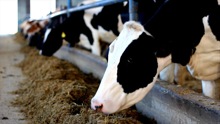 Scientists Are Breeding Cows That Burp Less Methane. Here’s How That ...