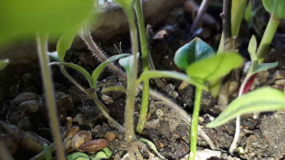 What Is a Miyawaki Forest?