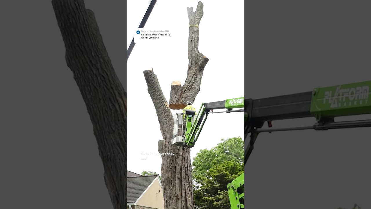 Salvaging a massive elm: The ultimate DIY project
