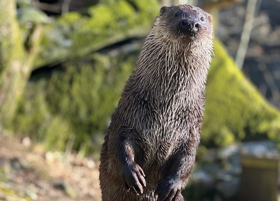 Rømlingen Hugin er tilbake