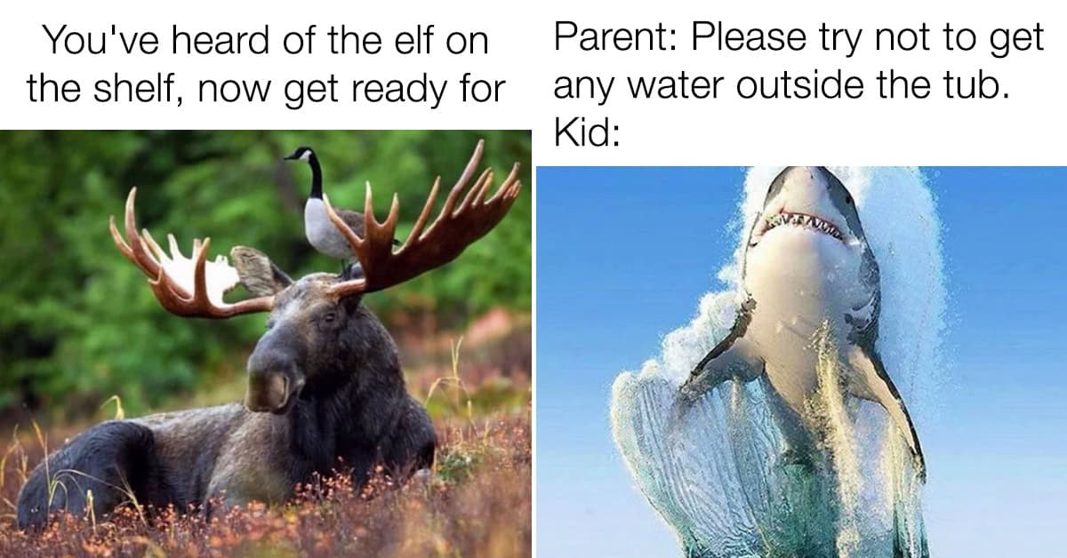 35 Wild Animal Memes That Are As Funny As They Are Wholesome (November ...