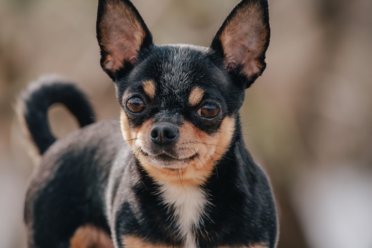 Dramatic Chihuahua Throws the Funniest Fit When Dad Dares To Touch Her ...