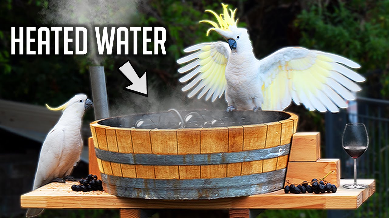 Building a hot tub for Australian birds!