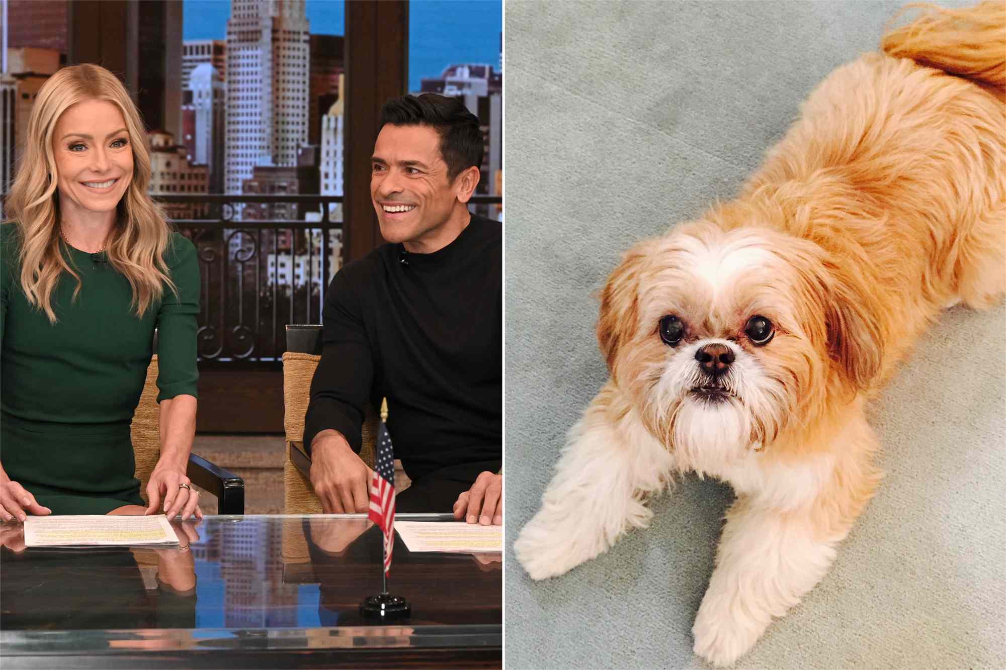 Kelly Ripa reveals groomer once 'cornrowed' her dog's hair without ...