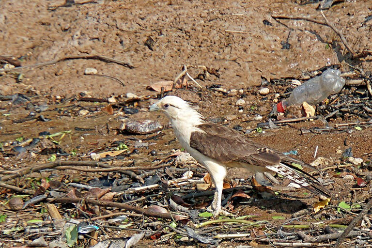 Microplastics Invade the Amazon Rainforest, Affecting Animals Even in ...