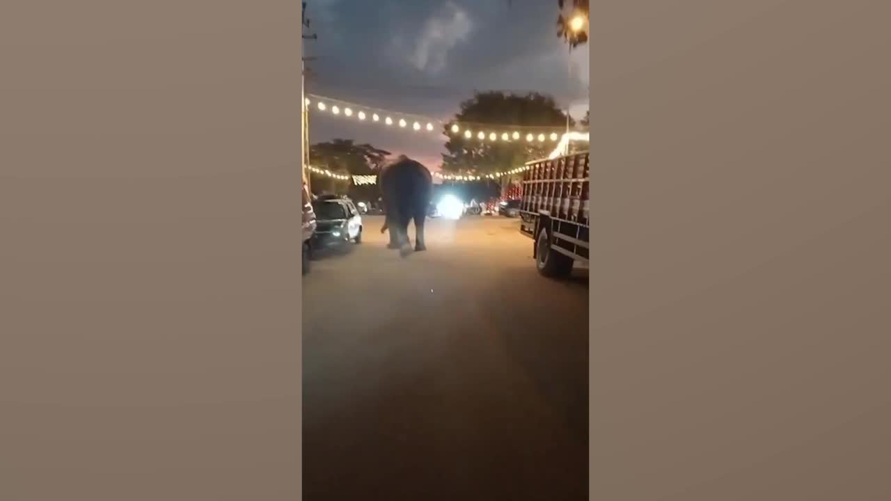 Elephant startled by wasp runs among busy traffic and terrified pedestrians