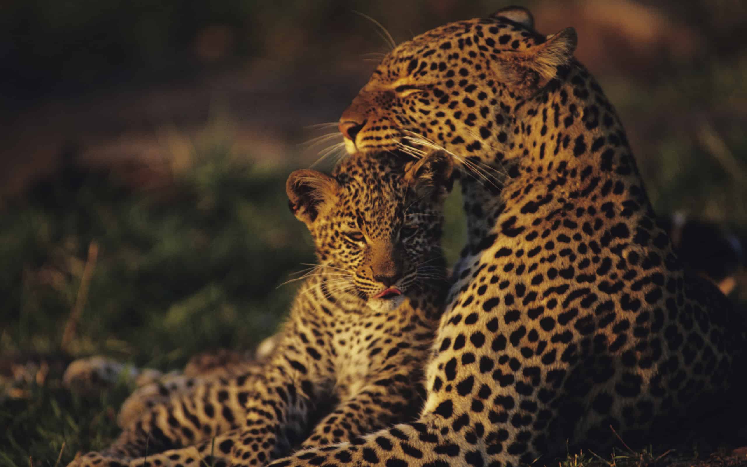 How Animals Get Their Spots