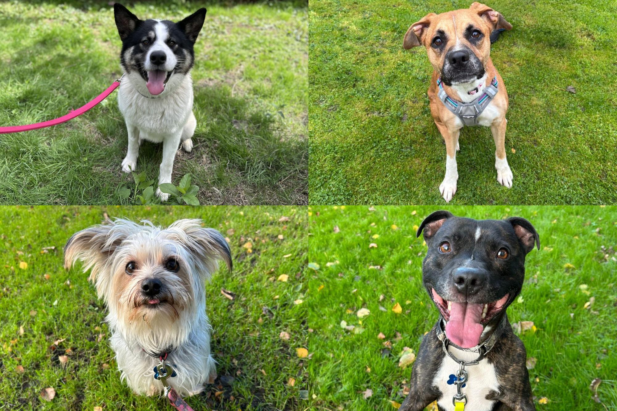 IN PICTURES: 13 adorable dogs available for adoption and looking for ...