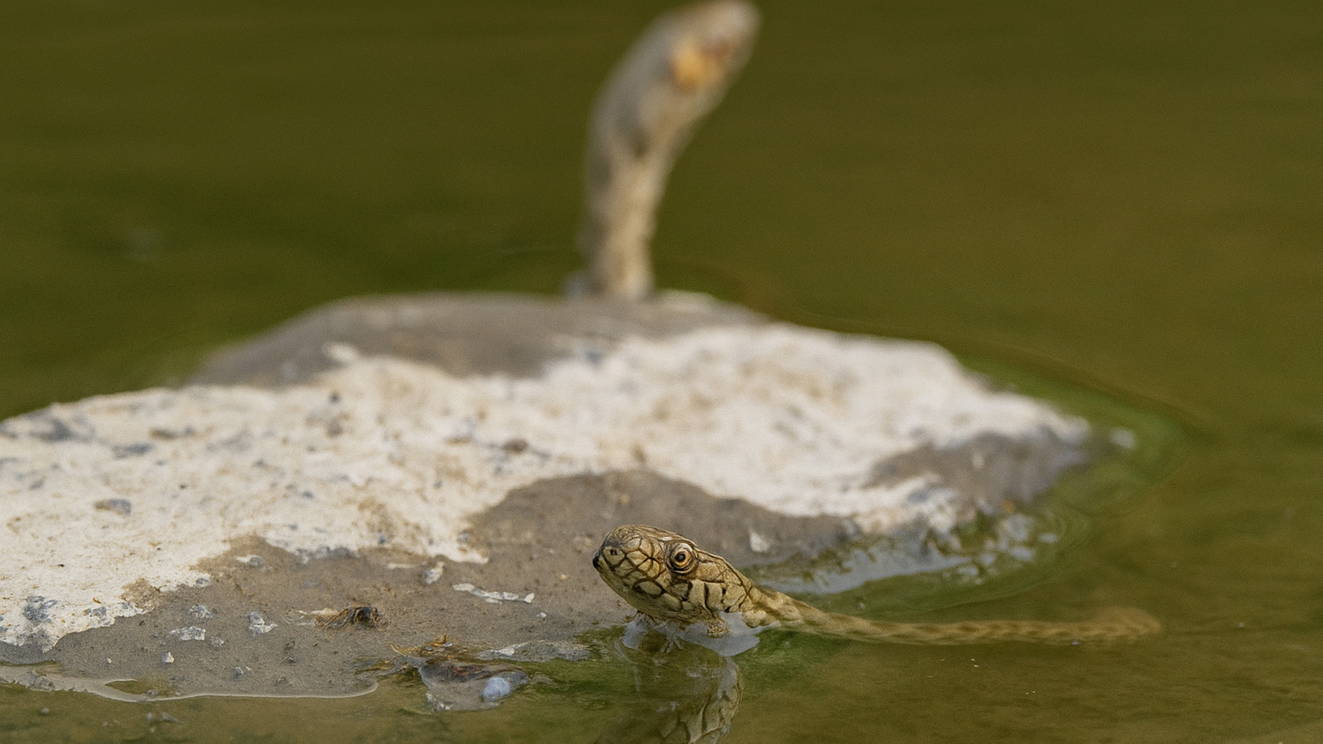Observador silencioso: una serpiente emerge del río