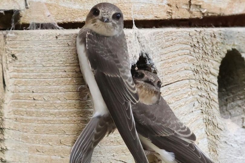 Amorous rare birds smash breeding records in Devon