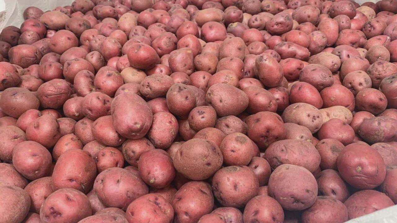 Michigan potato testing facility streamlines disease screening for farmers