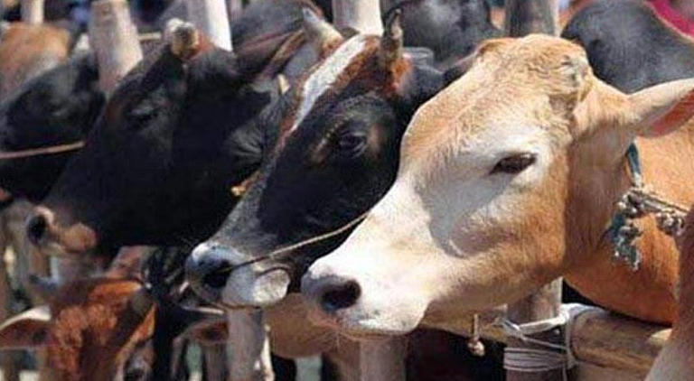 Gujarat court hands life sentence to 3 in cow slaughter case; govt ...