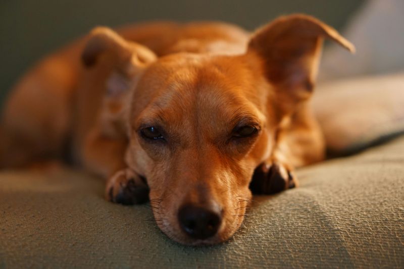 10 Dog Breeds With Serious Attitude Problems